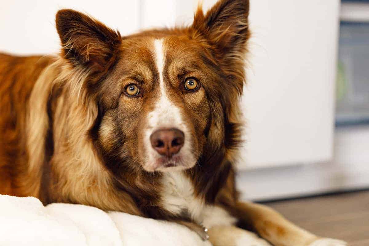 6 różnych rodzajów border collie - wszystko, co musisz wiedzieć ⋆ ...