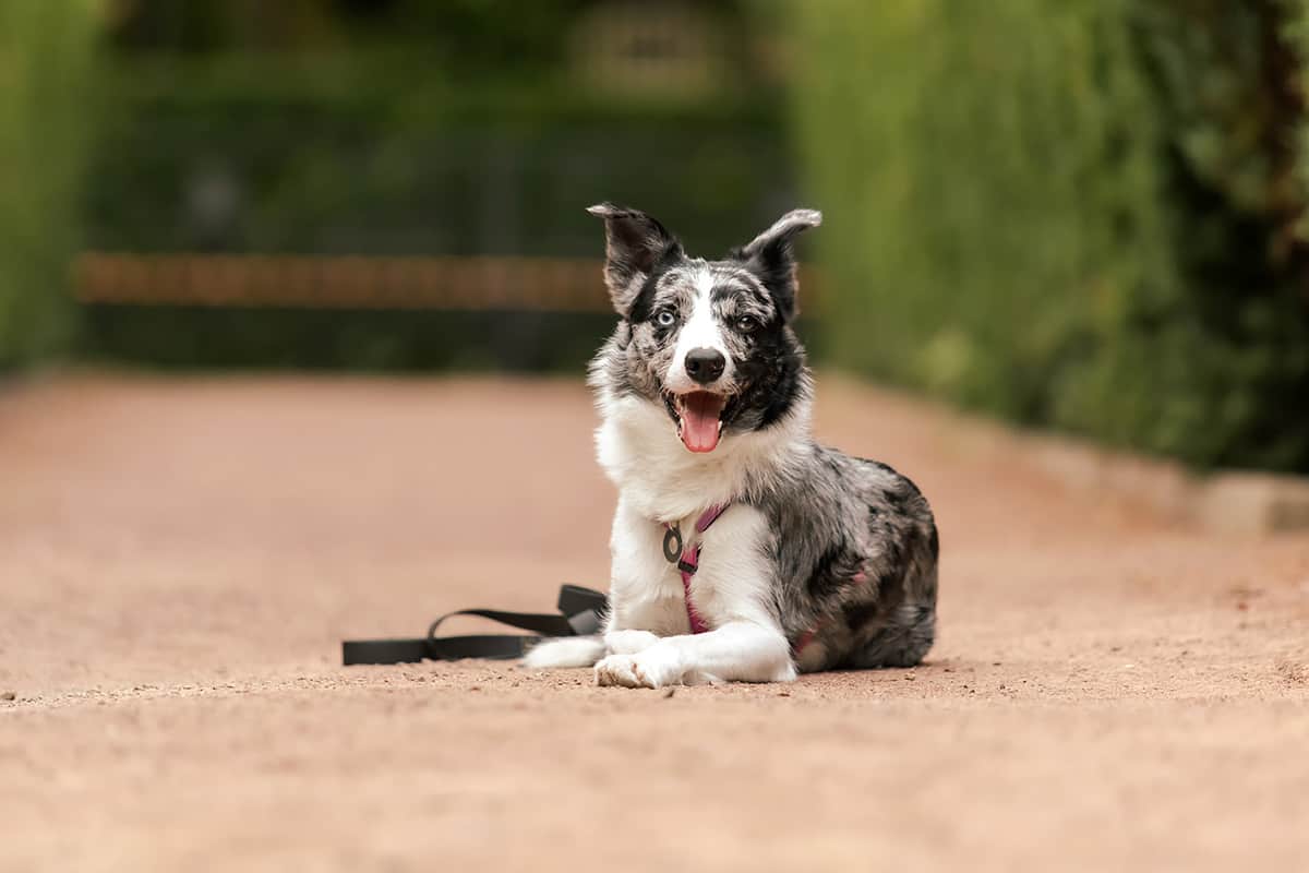 Border Collie 6 miesięcy - Jak wychować młodego psa? ⋆ BorderCollie.pl