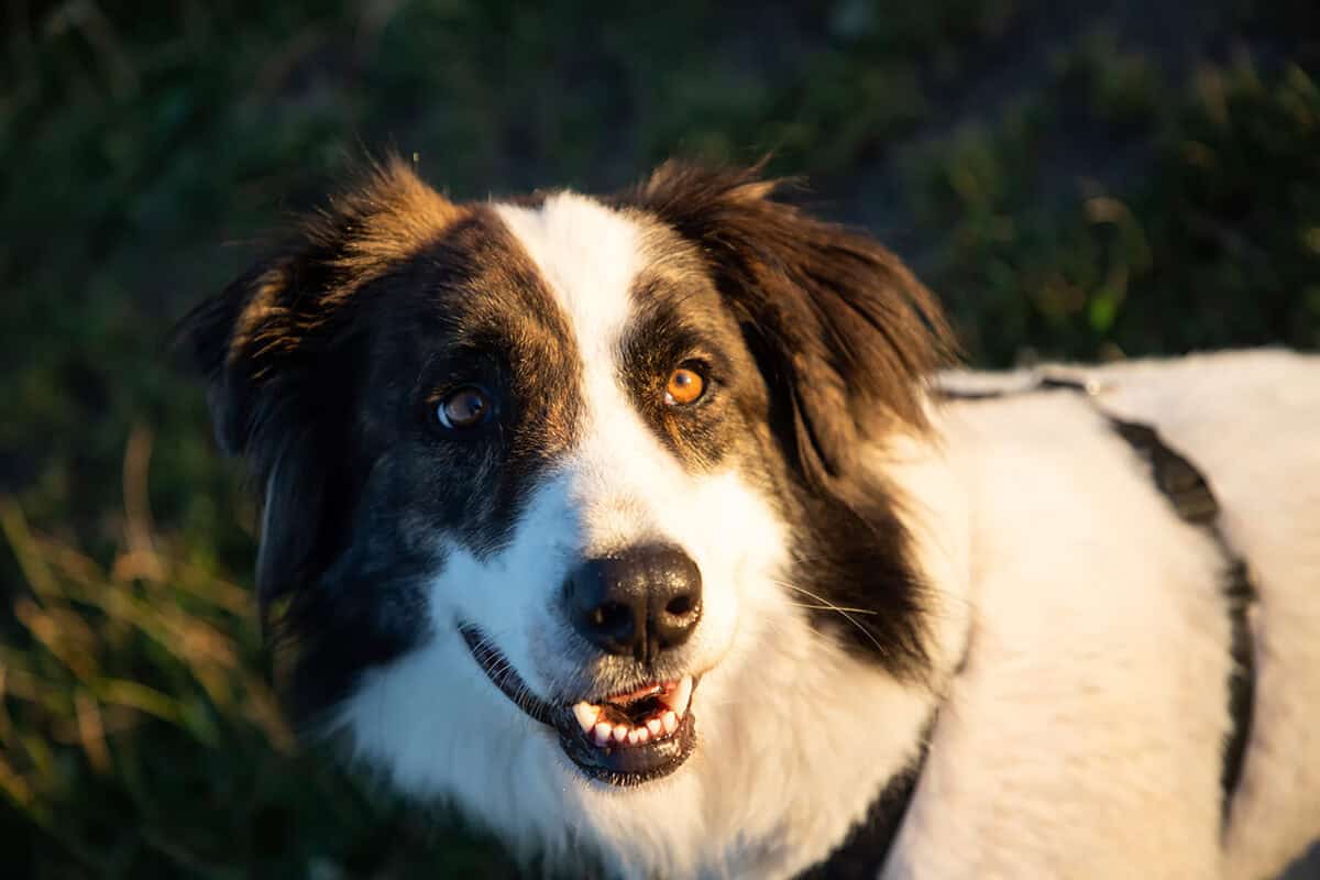 6 różnych rodzajów border collie - wszystko, co musisz wiedzieć ⋆ ...